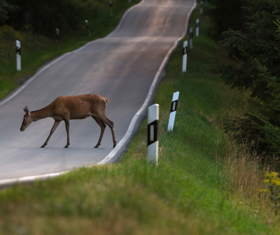 Tis the season! What to do if you hit a deer | Rewind 94.3