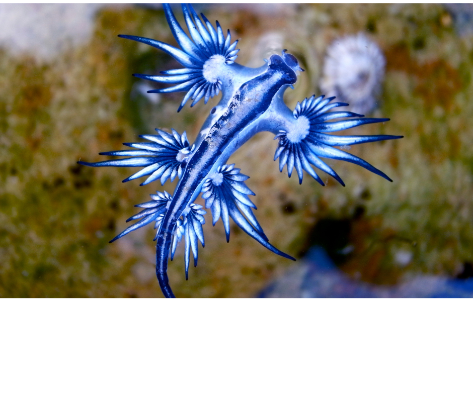 Do Not To Touch the Beautiful Blue Dragon Sea Slugs | Rewind 94.3