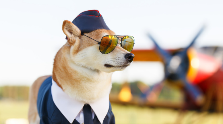 Bark Air, an airline for dogs! | Rewind 94.3